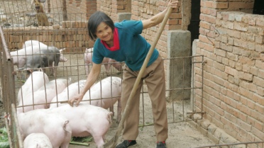 Pig production in China - STEPS Centre