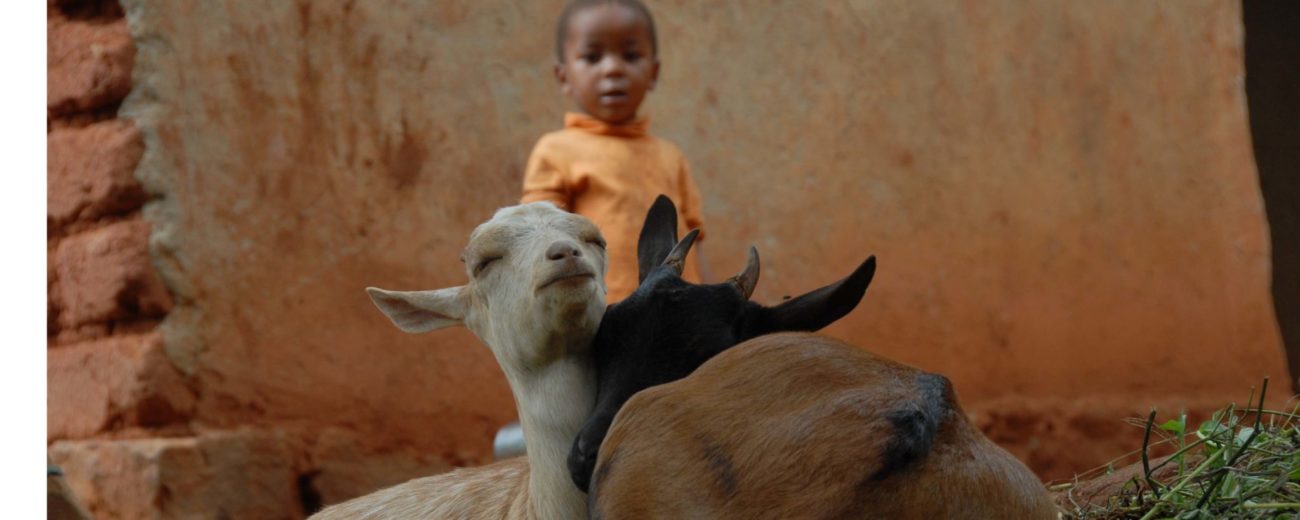 child goat steps slider - STEPS Centre