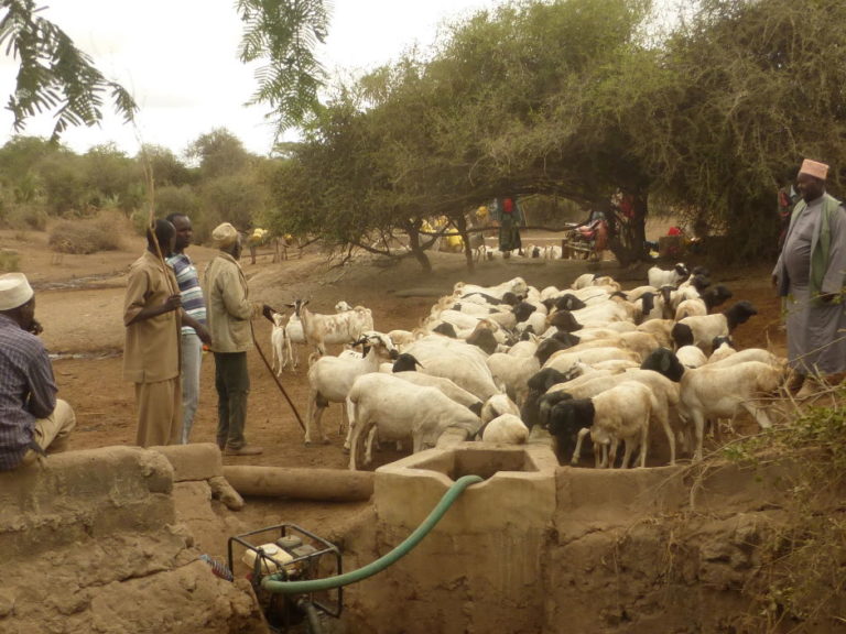 Is mass tree-planting the answer to biodiversity and climate challenges ...