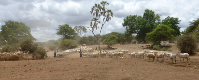 Is mass tree-planting the answer to biodiversity and climate challenges ...